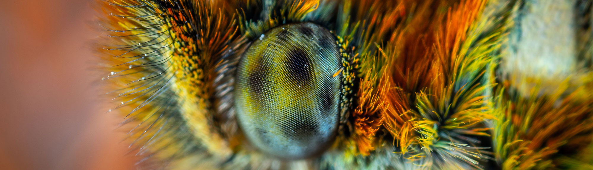 Dr Jess French: Two legs, good – six legs, better! One woman and her ...