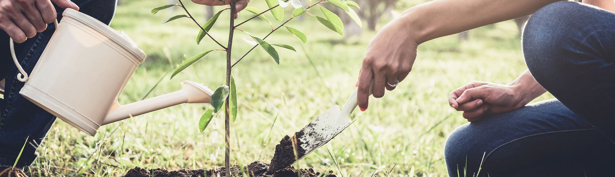 Dr Richard Benwell: Carbon footprints and coots’ feet; the Greenman ...