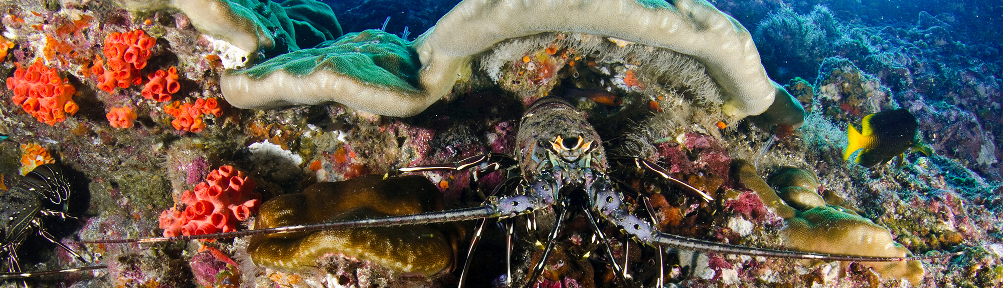 Dr Bryce Stewart: The man who writes his phone number on lobsters ...