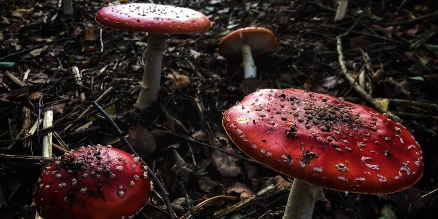 Ingrid Newkirk: One woman and ‘Animalkind’; the tale of PETA’s rabbits ...