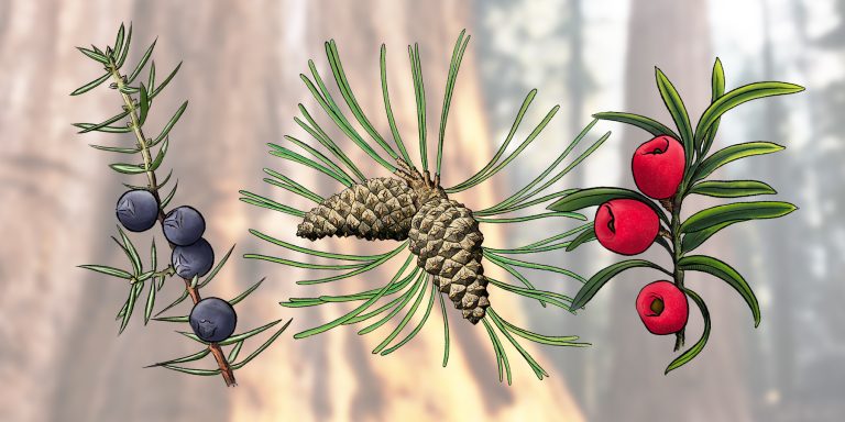 Mark Frith: a legacy of Britain's ancient oaks - Trees A Crowd