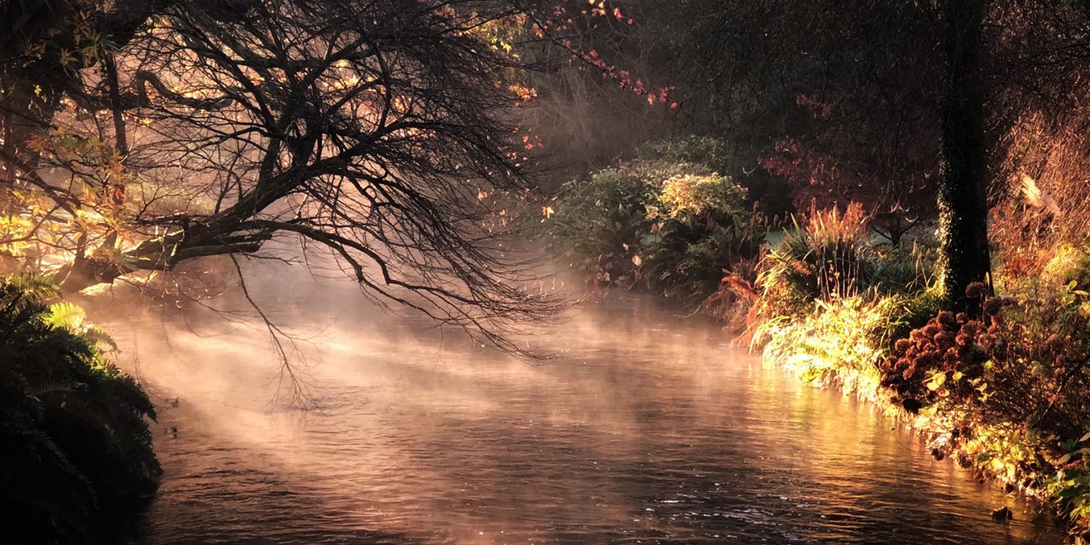 Trees A Crowd with David Oakes