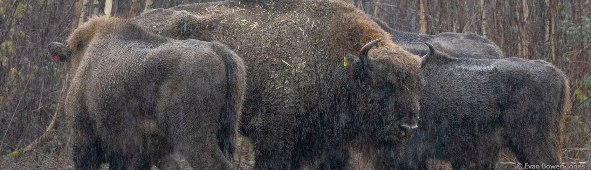 Bison Whisperers: The Return of the Native - Trees A Crowd