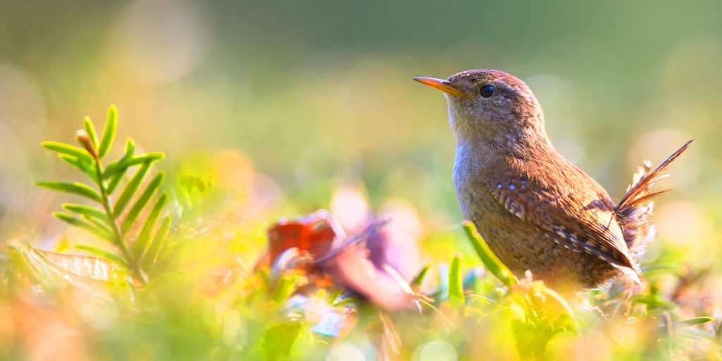 Trees A Crowd with David Oakes