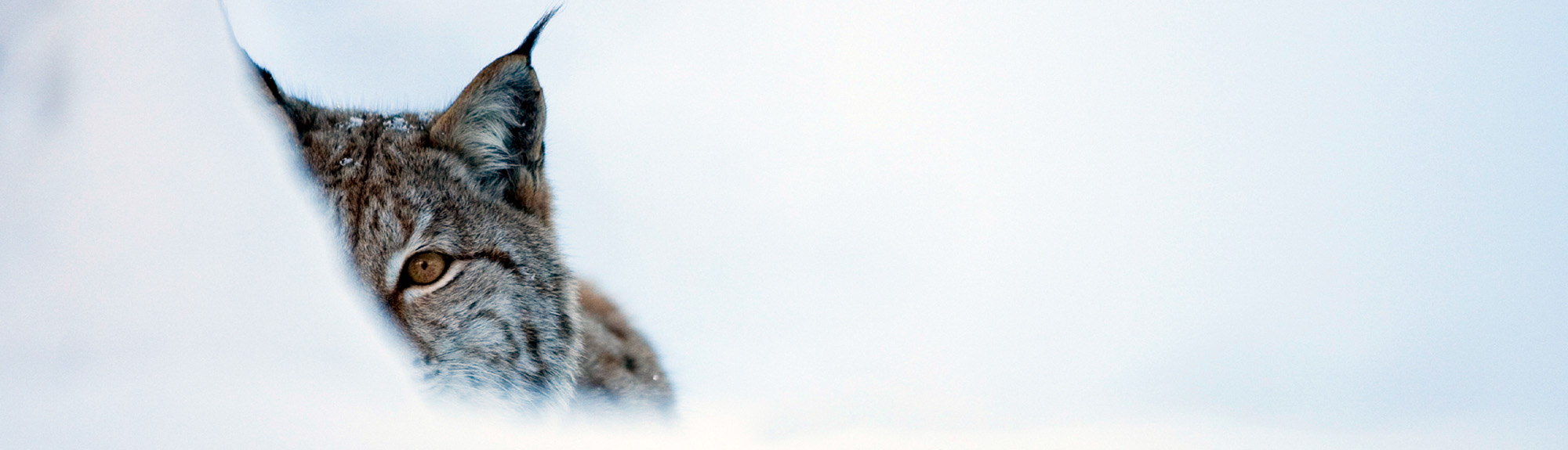 Dr David Hetherington: Reintroducing the Lynx to Britain - Trees A Crowd