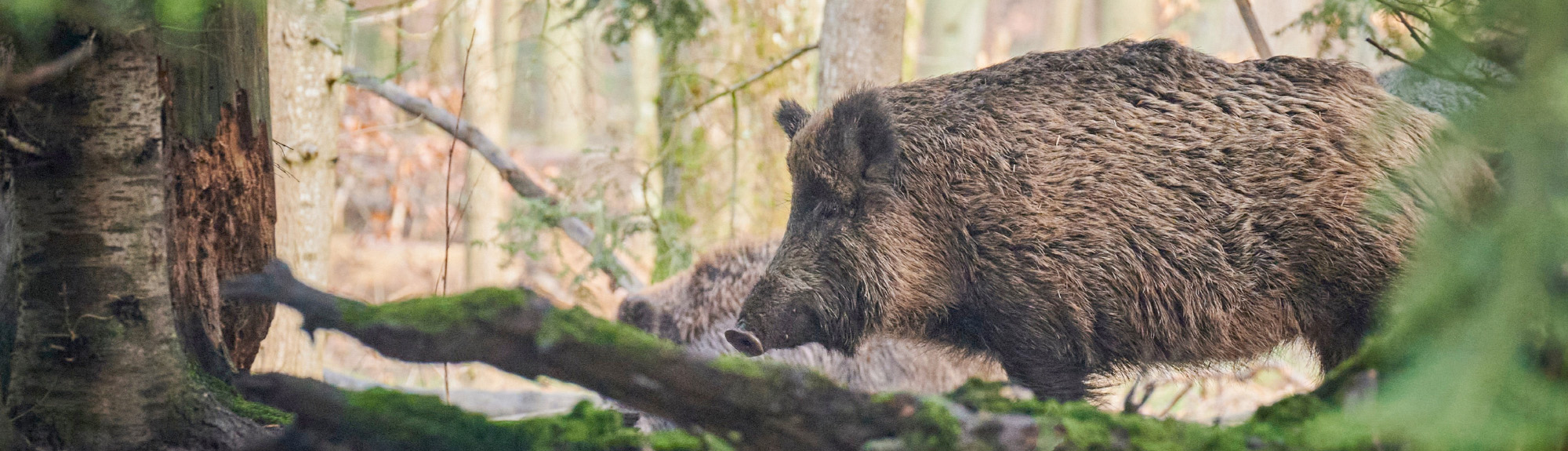 Fiona Mathews & Tim Kendall: Wild Mammals are far from 'Boar-ing ...